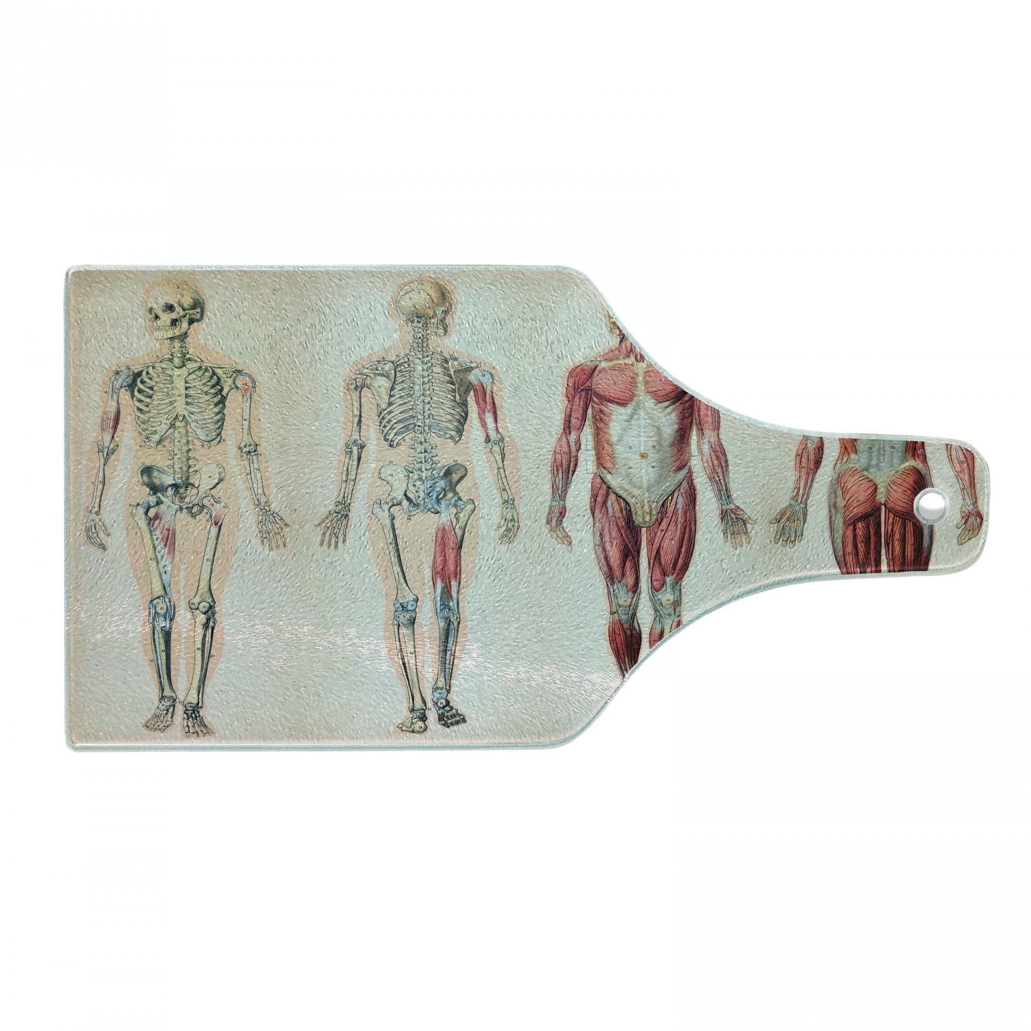 Human Anatomy Cutting Board, Vintage Chart of Body Front Back Skeleton ...
