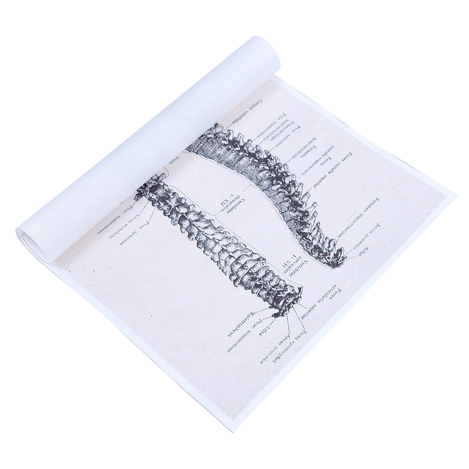 Eease Human Anatomy Decor Human Spine Poster Anatomy South Africa | Ubuy