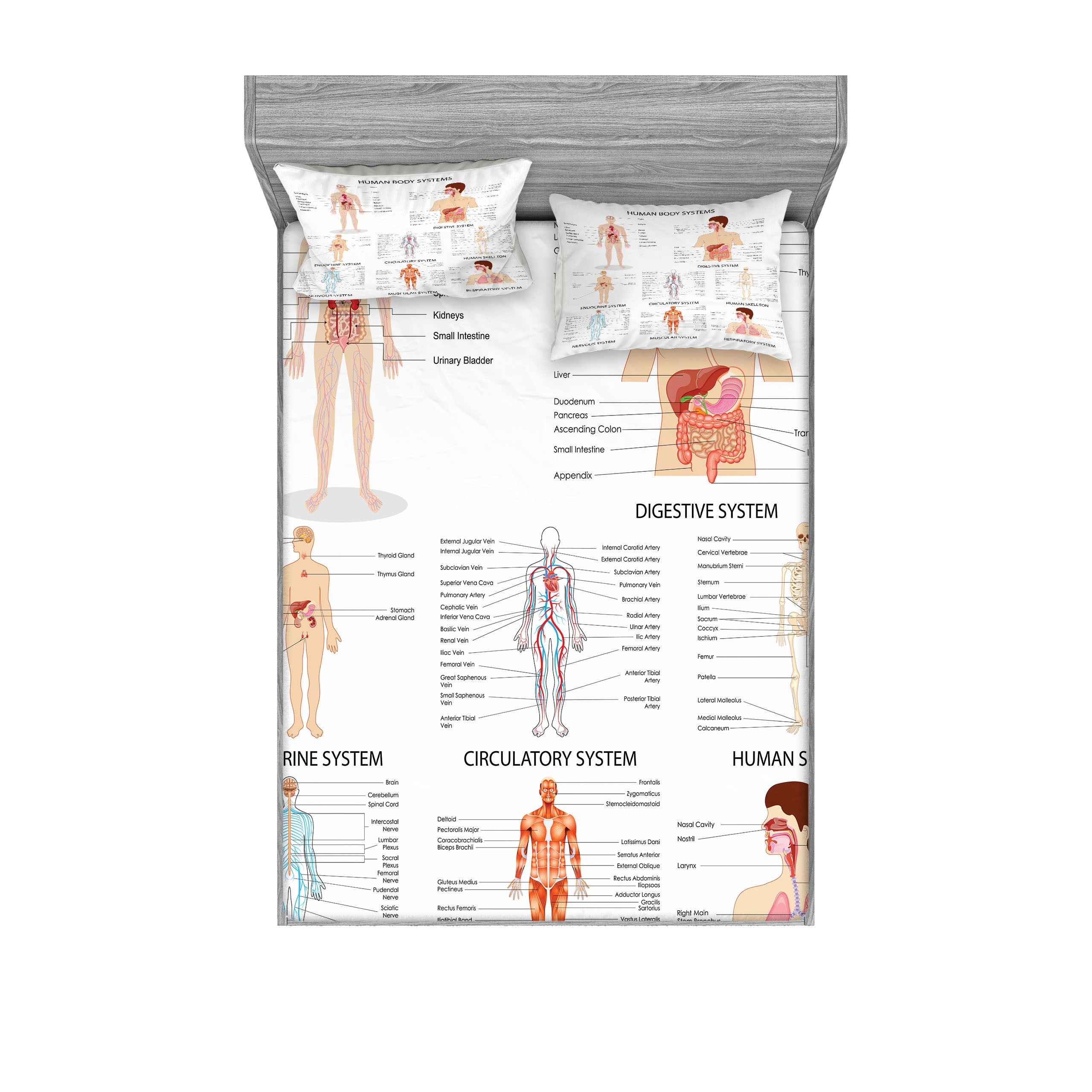 Human Anatomy Fitted Sheet & Pillow Sham Set, Chart of Organs Body ...