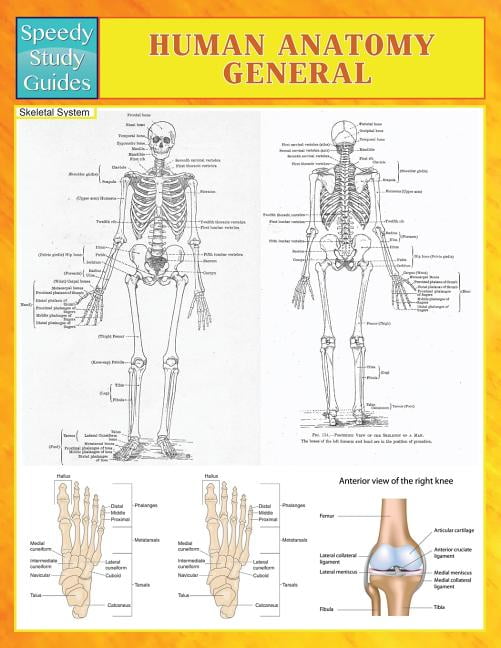 Human Anatomy General (Speedy Study Guides) - Walmart.com