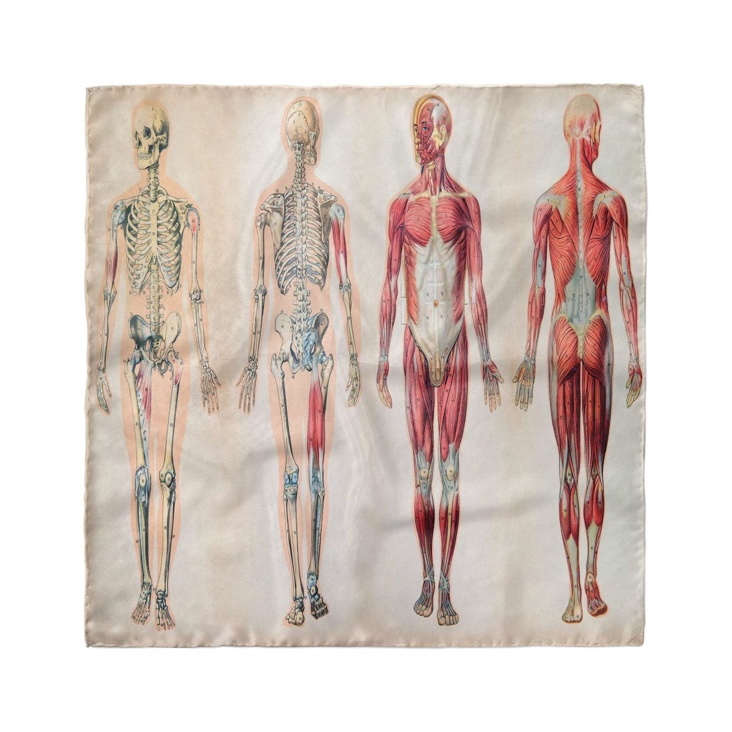Human Anatomy Head Scarf, Anatomy Human Body, Head Wrap, 3 Sizes, by ...