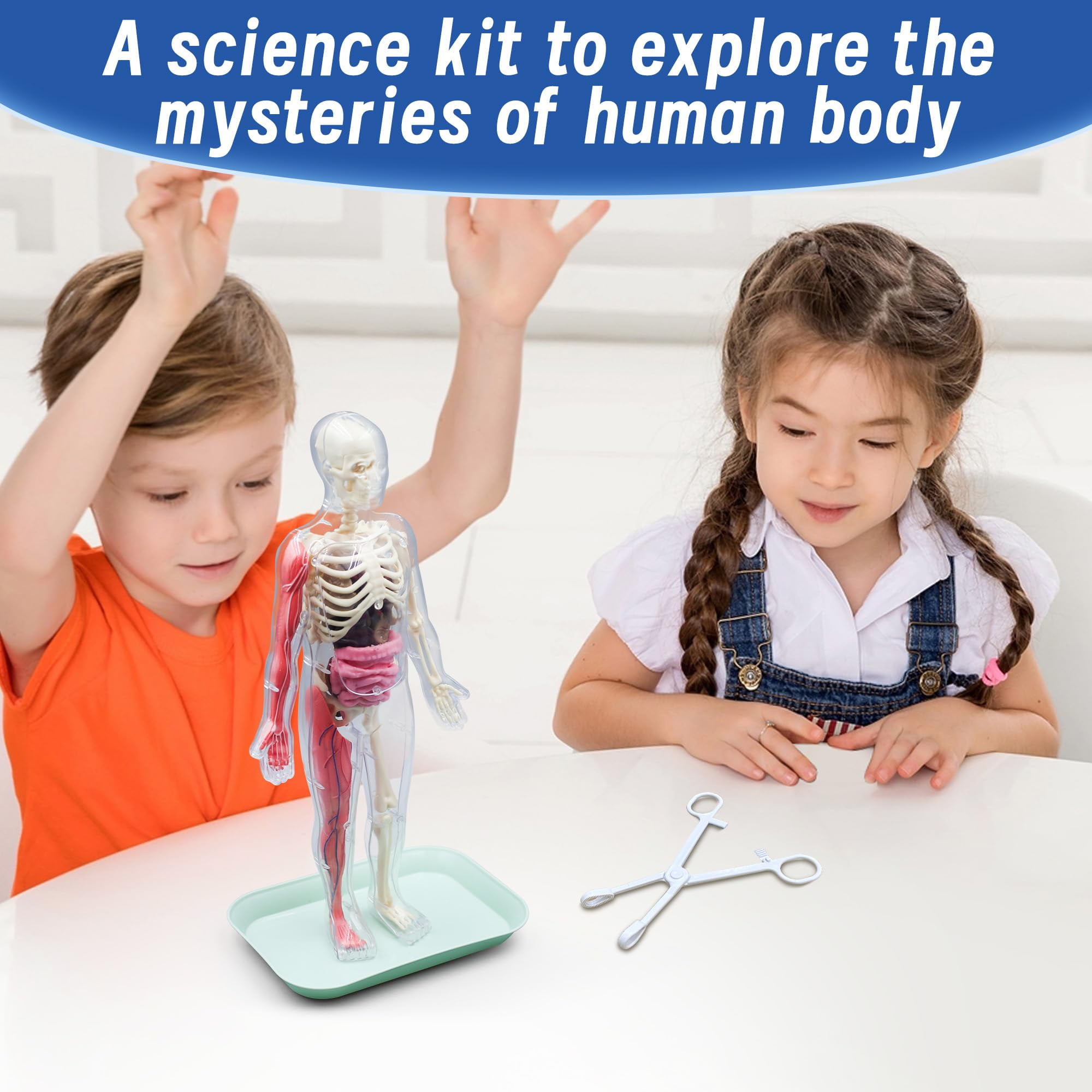 Human Anatomy for Kids Removable Skeleton Model and Torso Human Body ...