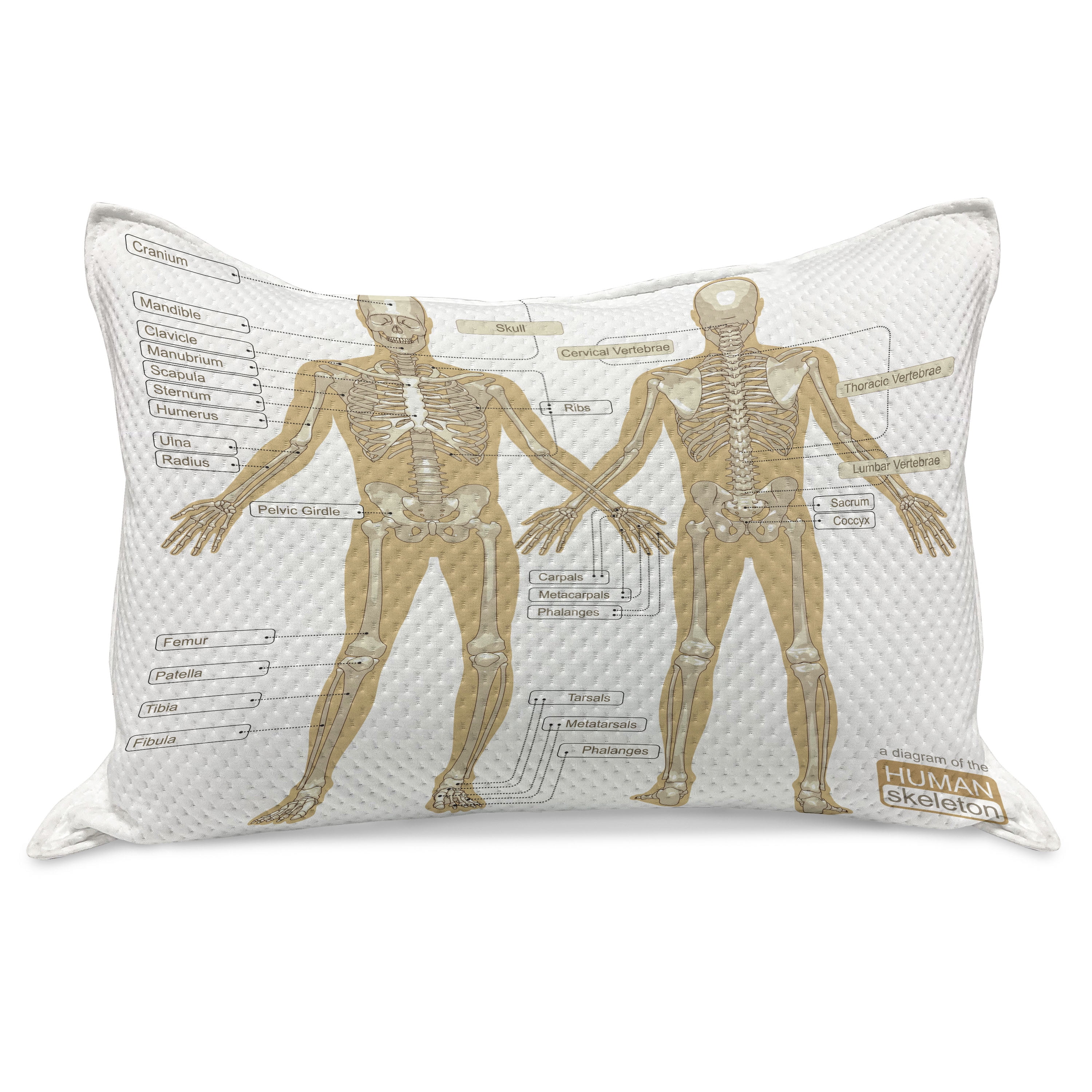 Human Anatomy Knitted Quilt Pillowcover, Diagram of Skeleton System ...