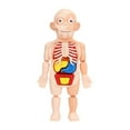 Human Anatomy Model Kit Educational DIY Assembly Toy For Children ...