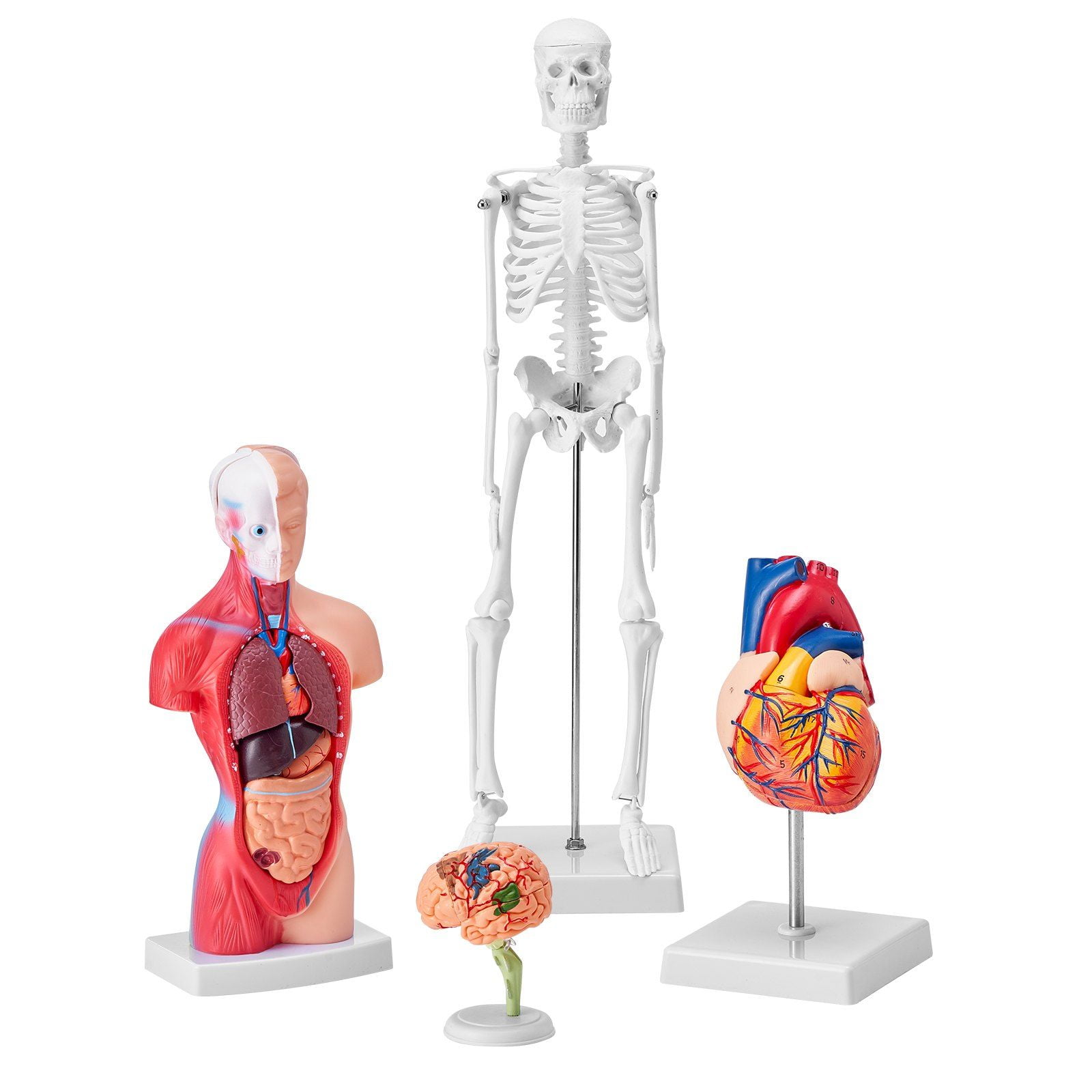 Human Anatomy Models Bundle Set, Brain, Human Torso Body, Heart ...