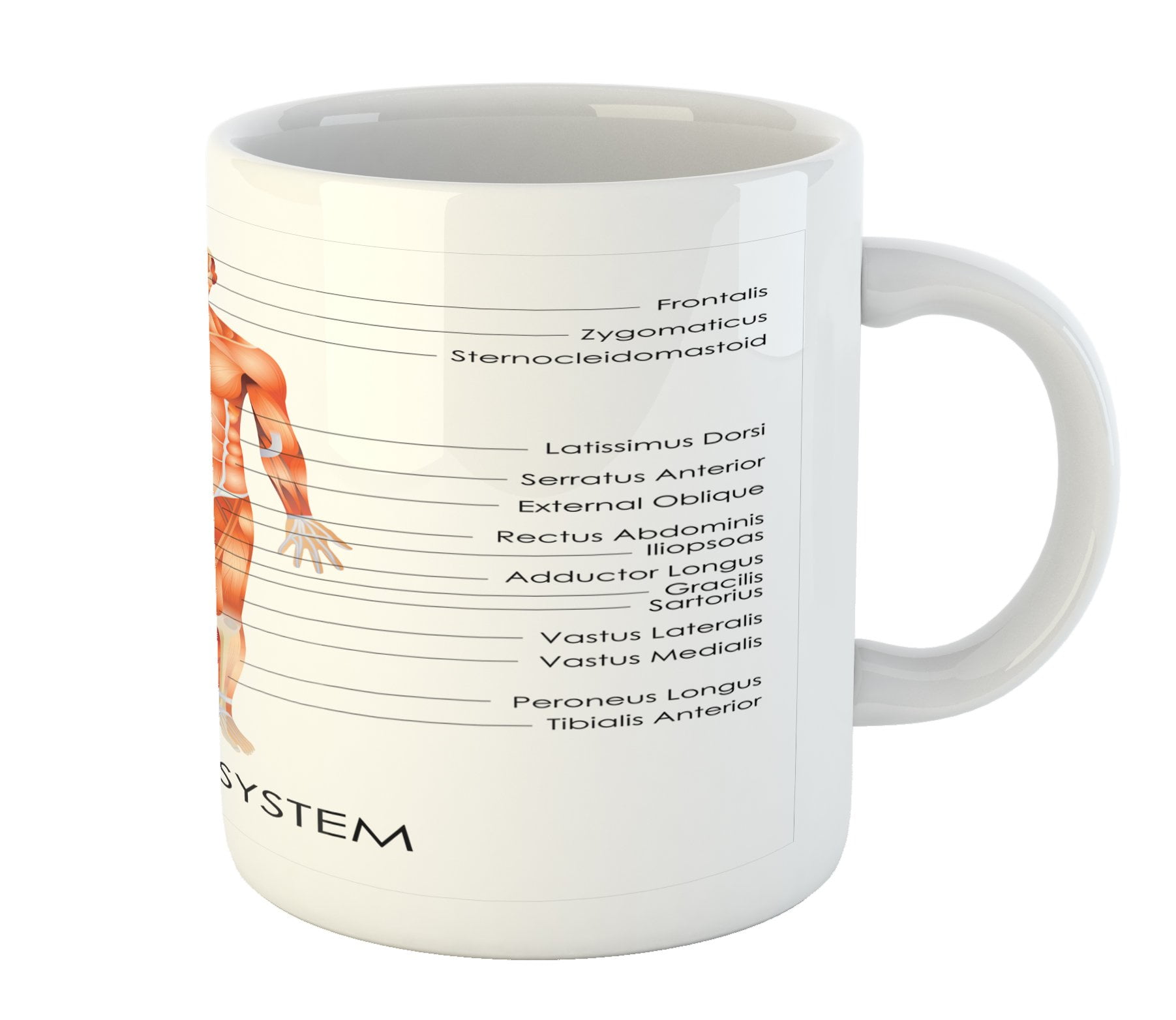 Human Anatomy Mug, Muscle System Diagram of Man Body Features ...