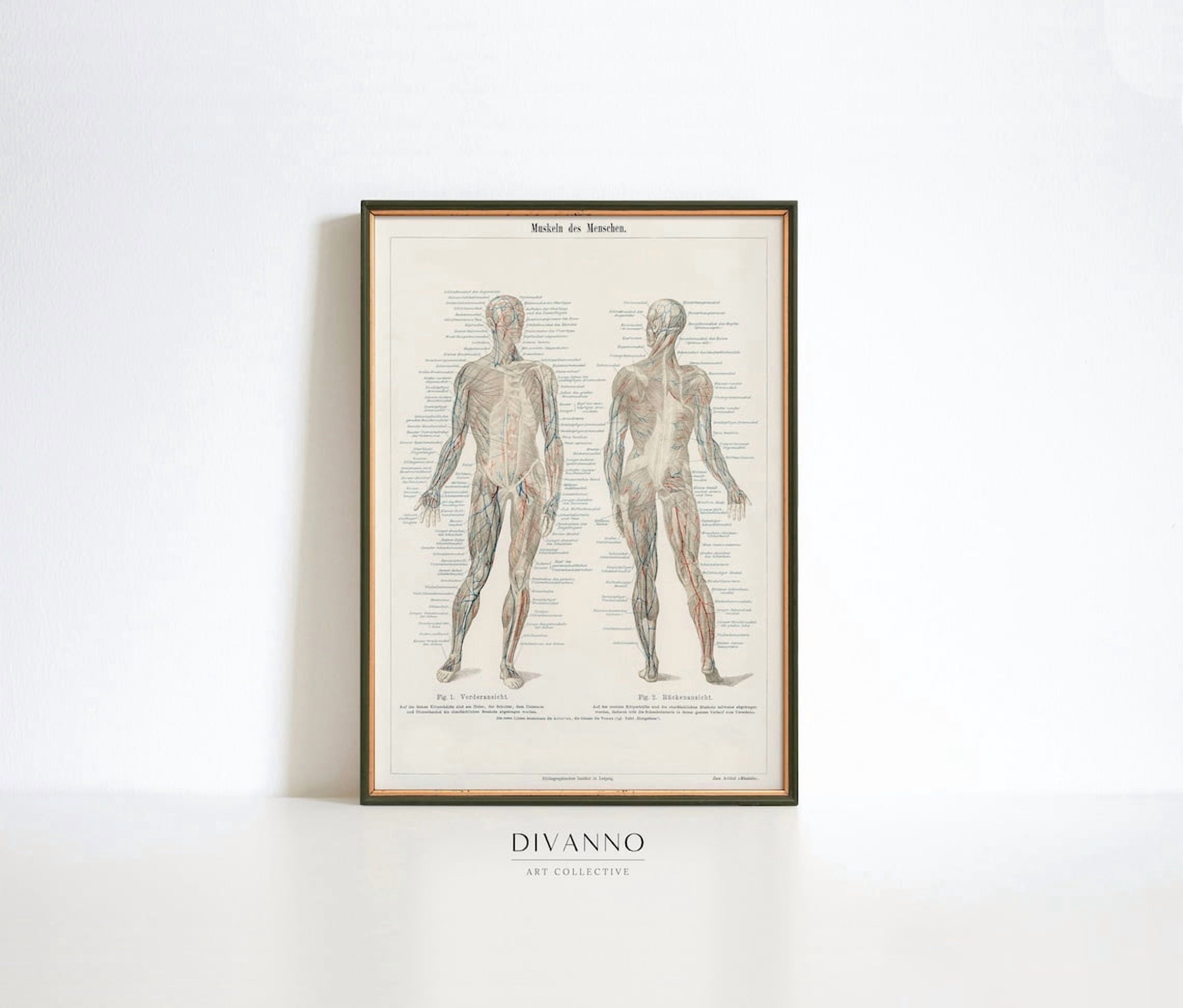 Human Anatomy Musculature Chart Poster, Unframed Size 24x36 - Walmart.com