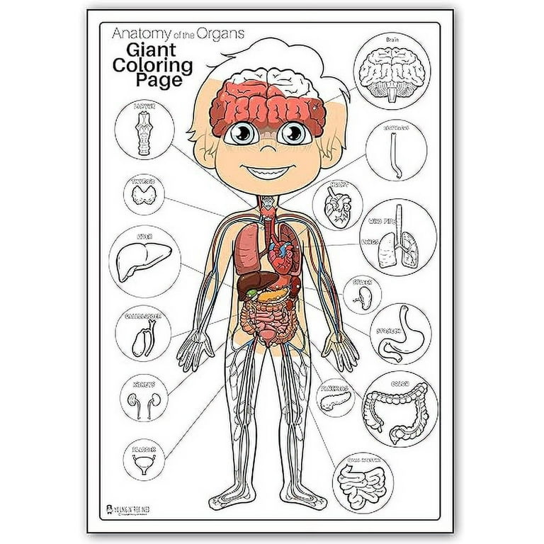 human body coloring pages printables