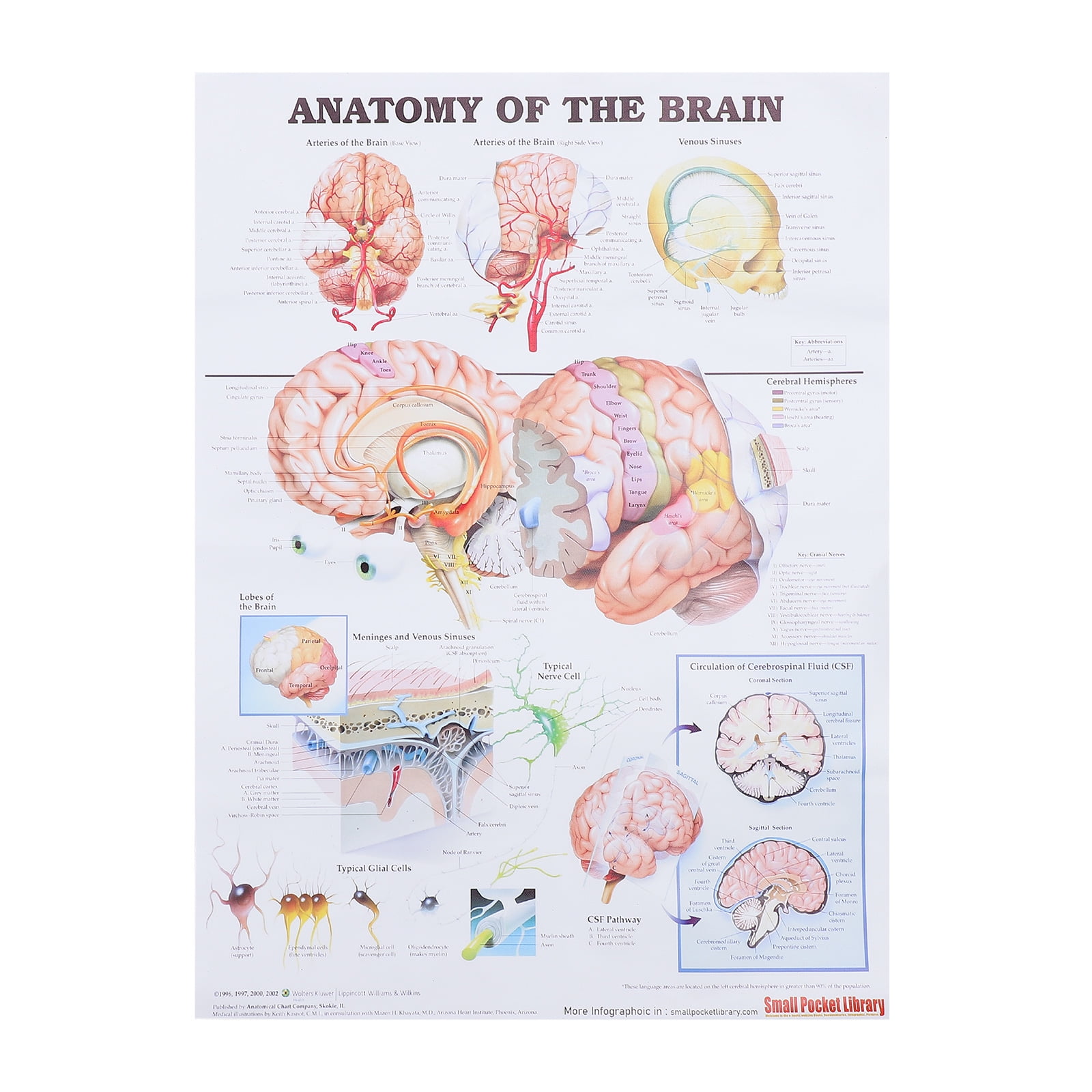 Homoyoyo Human Brain Anatomy Poster Multi-Color Canvas for Hospital and ...