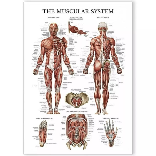 Human Anatomy Poster Educational Muscular System Muscle Chart Body ...