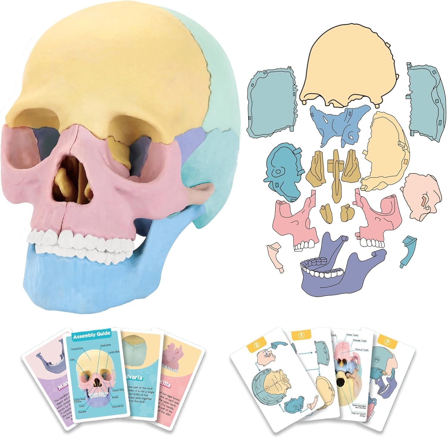 Human Anatomy Skull Model,17 Part Puzzle of Skull and 10 Knowledge ...