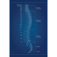 Human Heart Circulatory System Diagram Chart Medical Educational ...
