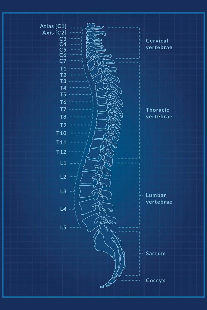 Human Anatomy Spine Vertebrae Cervical Thoracic Lumbar Sacrum Coccyx ...