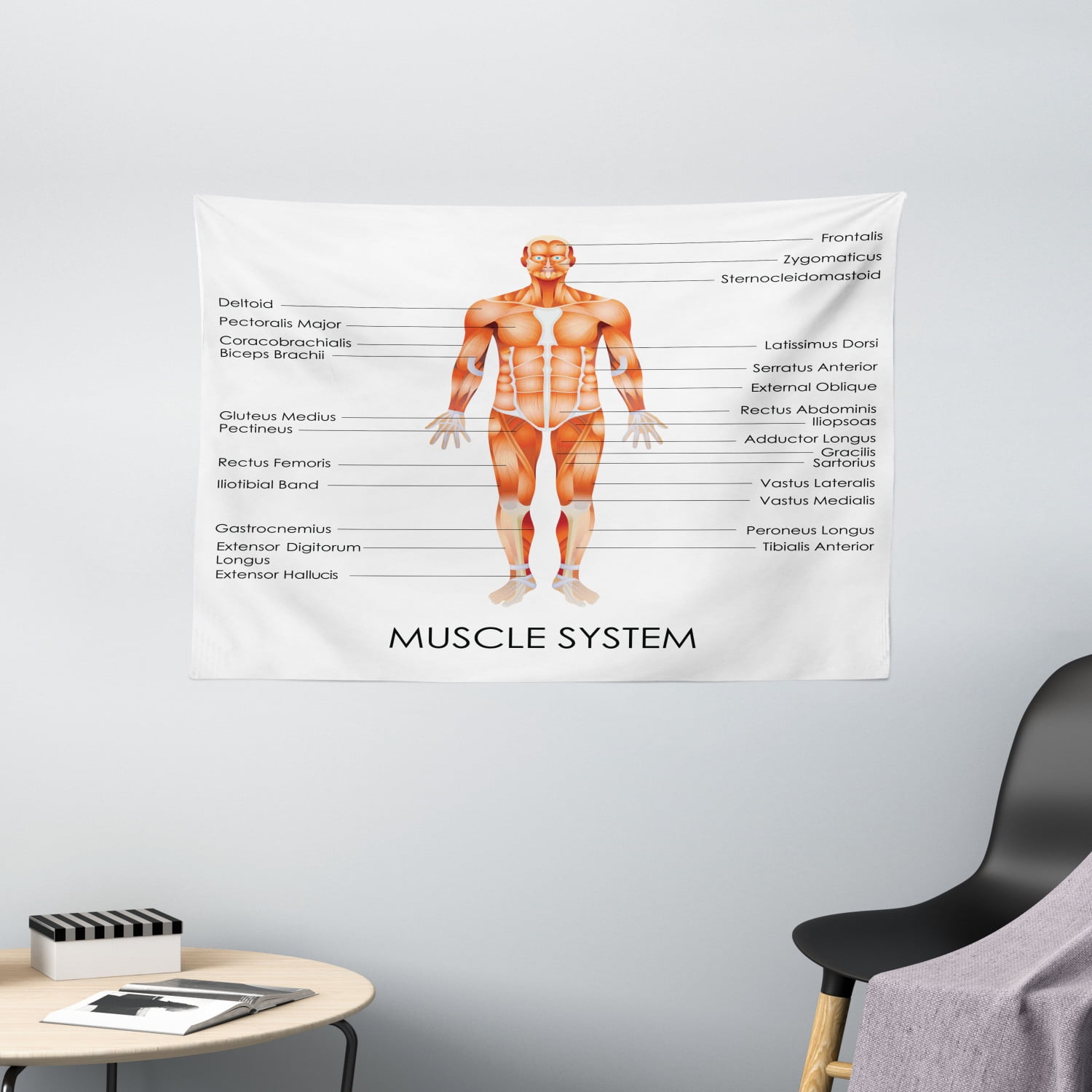 Human Anatomy Tapestry, Muscle System Diagram of Man Body Features ...