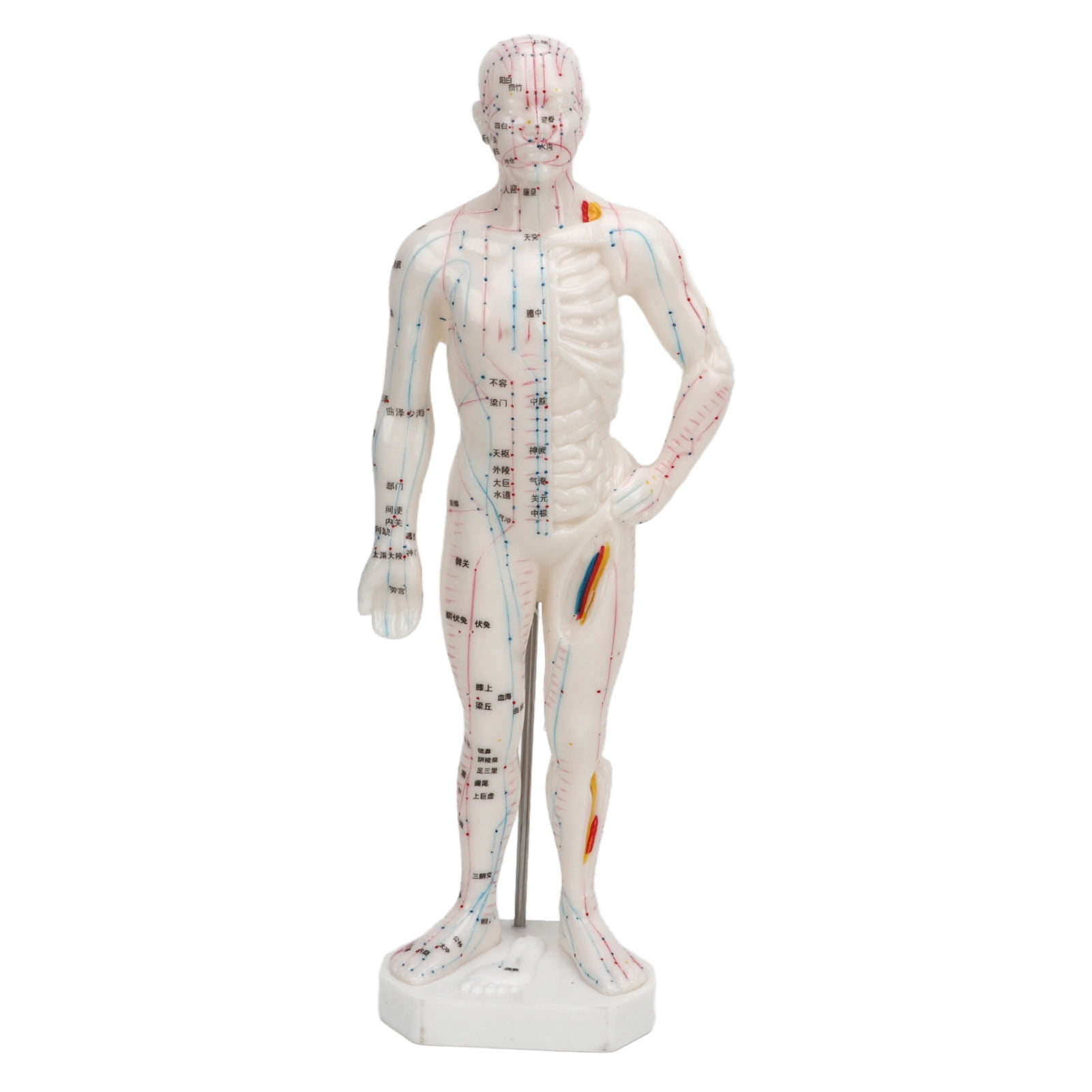 Human Body Acupuncture Model Professional Portable Meridian Points ...