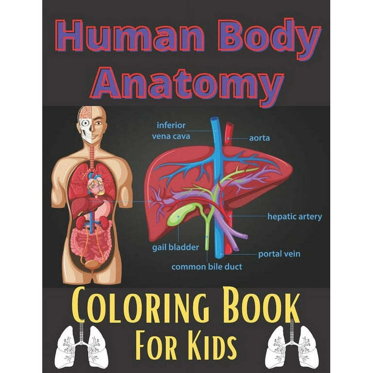 vein artery anatomy coloring pages