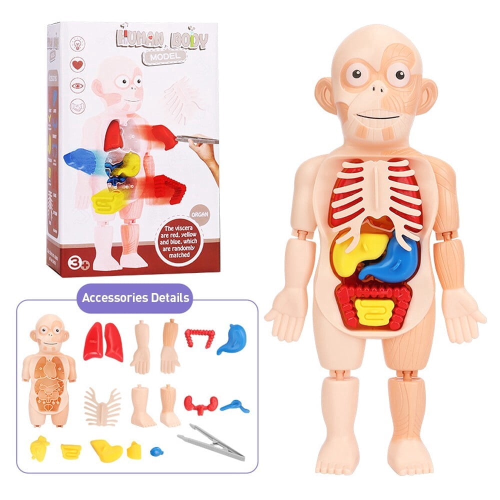 Human Body Anatomy Model for Kids, STEM Educational Toy with Removable ...