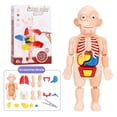 Human Body Anatomy Model for Kids, STEM Educational Toy with Removable ...