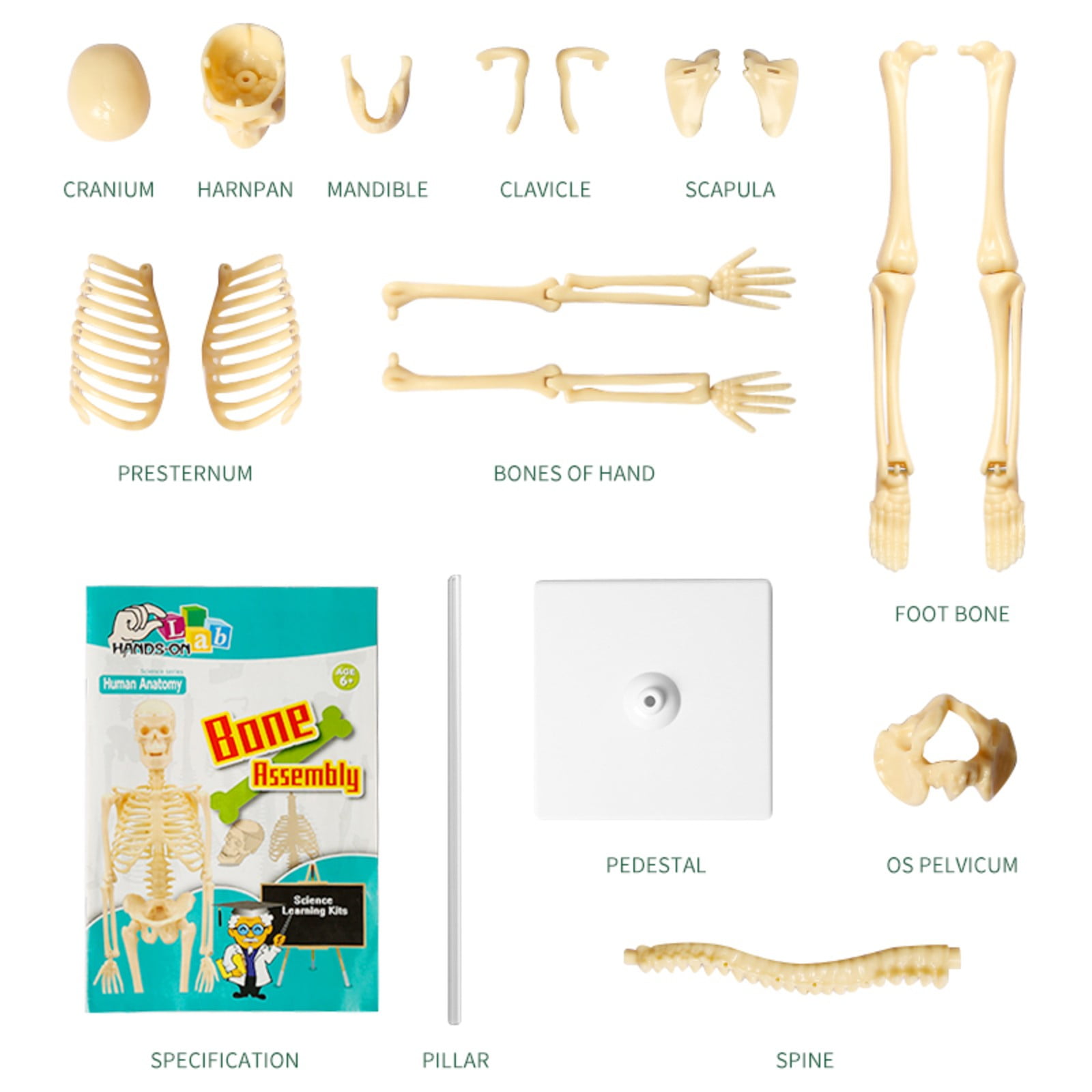 Human Body Assembly Model for Kids,31 Pcs Removable Parts Human Torso ...