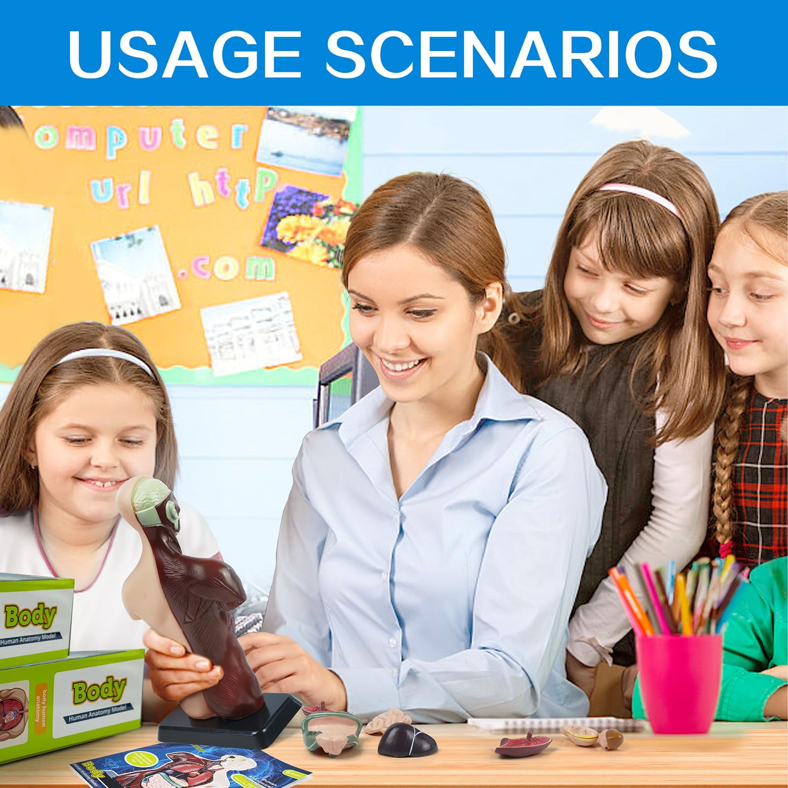 Human Body Assembly Model for Kids,8 Pcs Removable Parts Human Torso ...