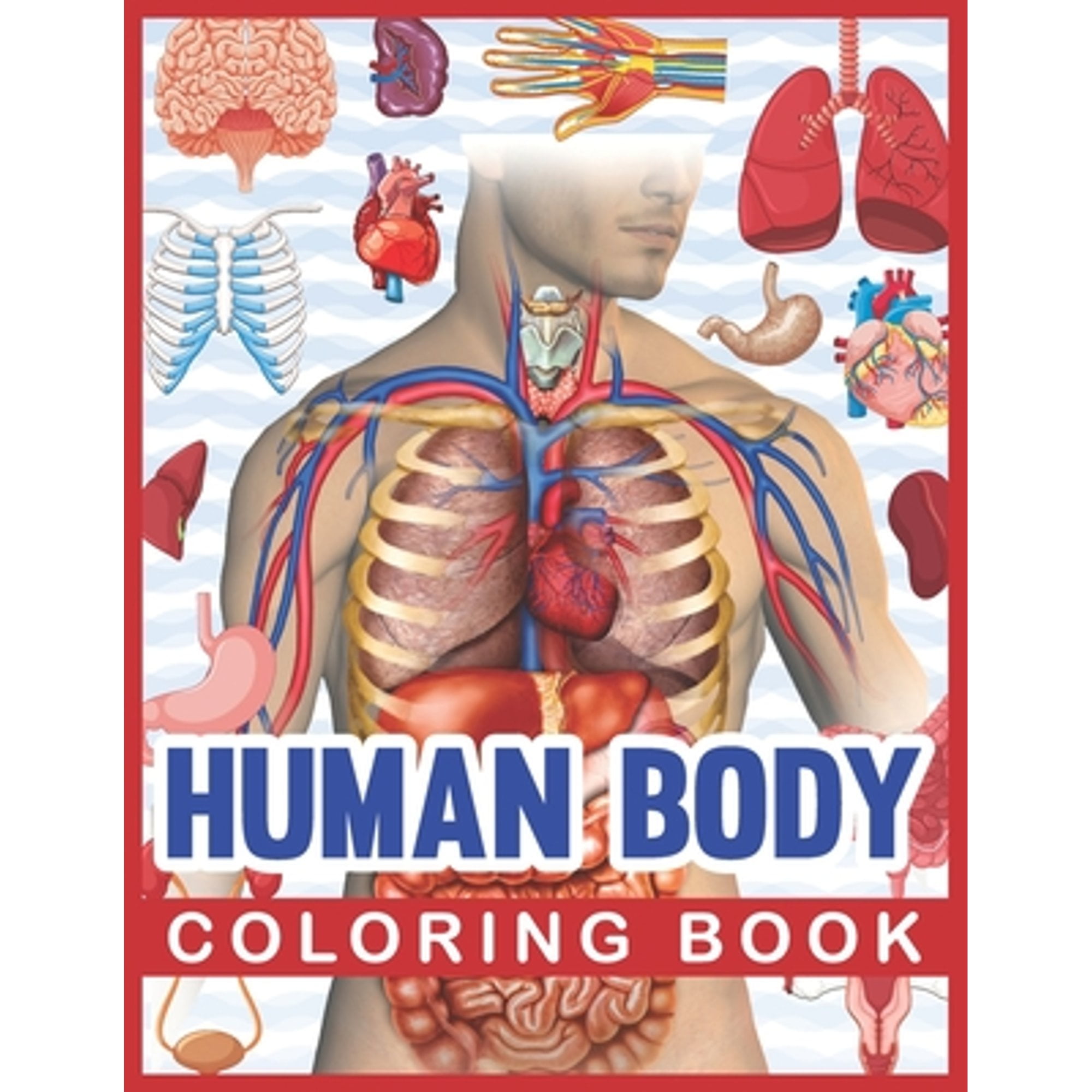 Pre-Owned Human Body Coloring Book: Human Body Human Anatomy Coloring ...