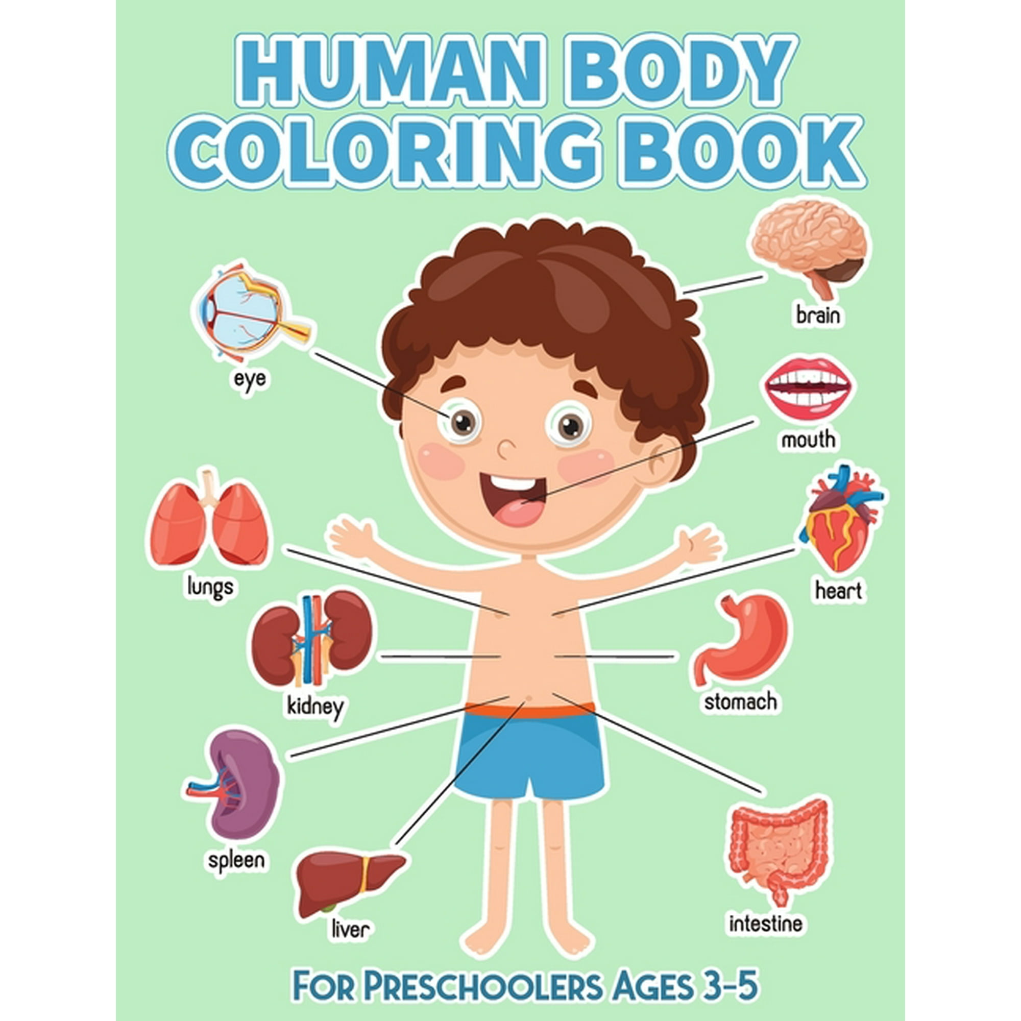 Organs Of The Body For Kids