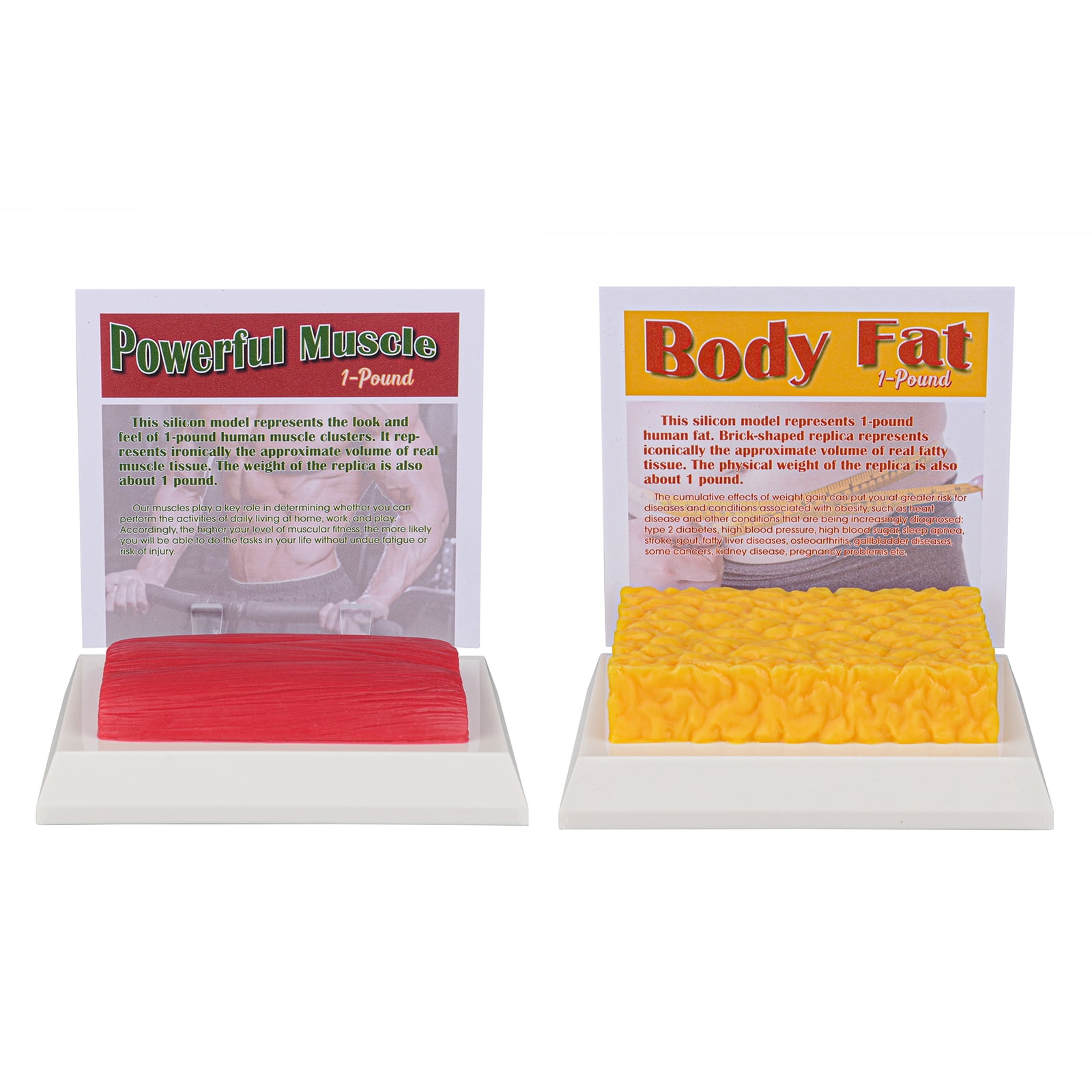 Human Body Fat & Muscle Replica 1 Lb, Keep Fit &Fitness Motivation ...