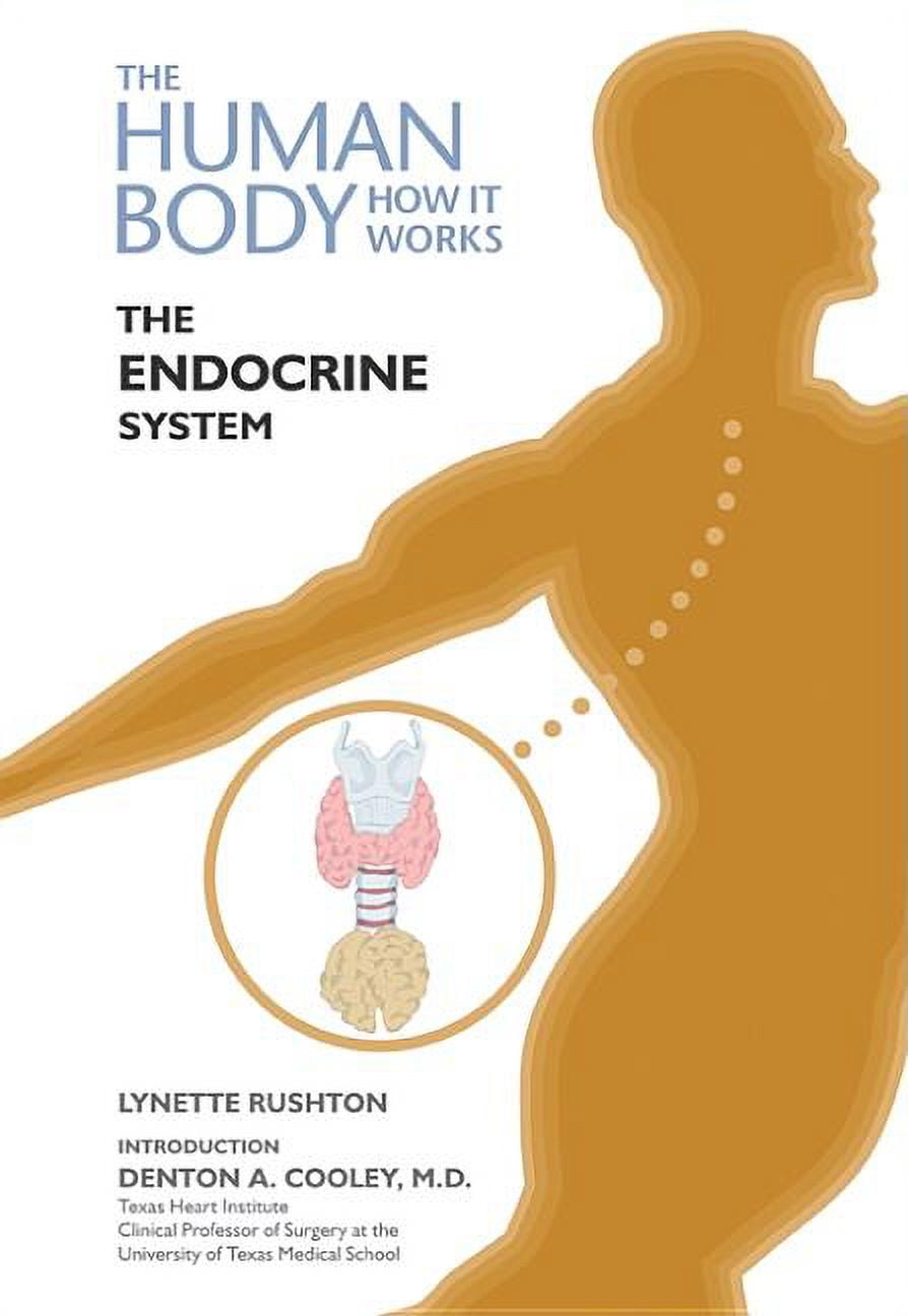 Human Body: How It Works The Endocrine System, (Hardcover) - Walmart.com