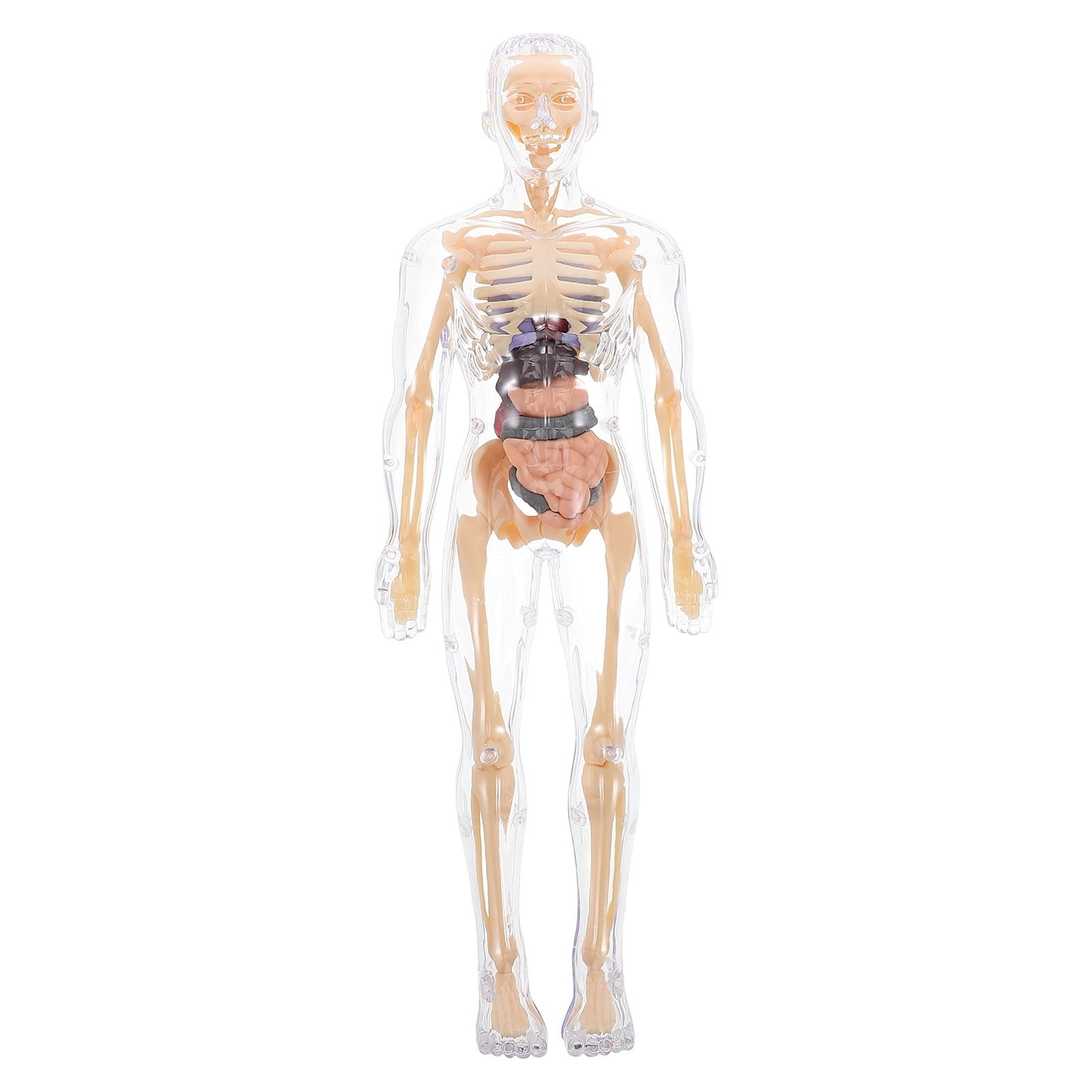 Human Body Model Assembly Mannequin Tire Nut Handle Kit Wheel Child ...