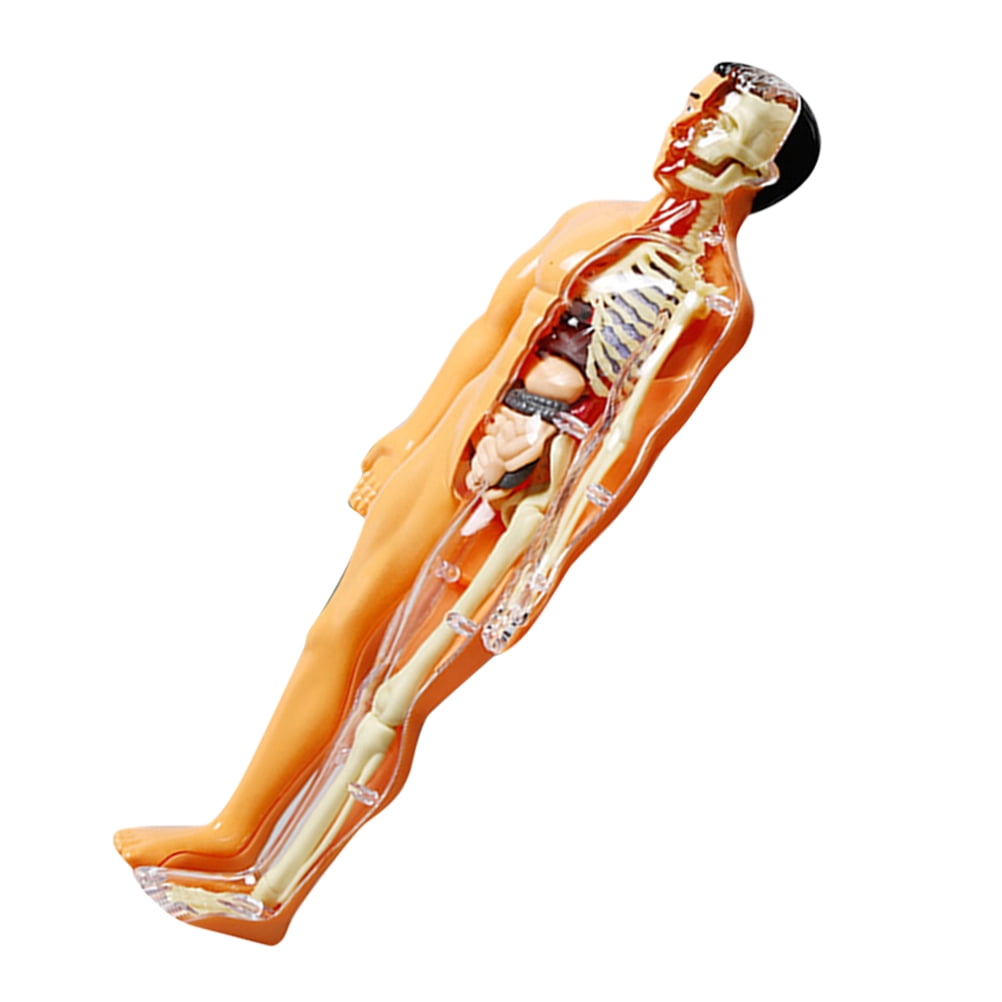 Human Body Model Bones Stem Toy Children's Skeleton Toddler - Walmart.com
