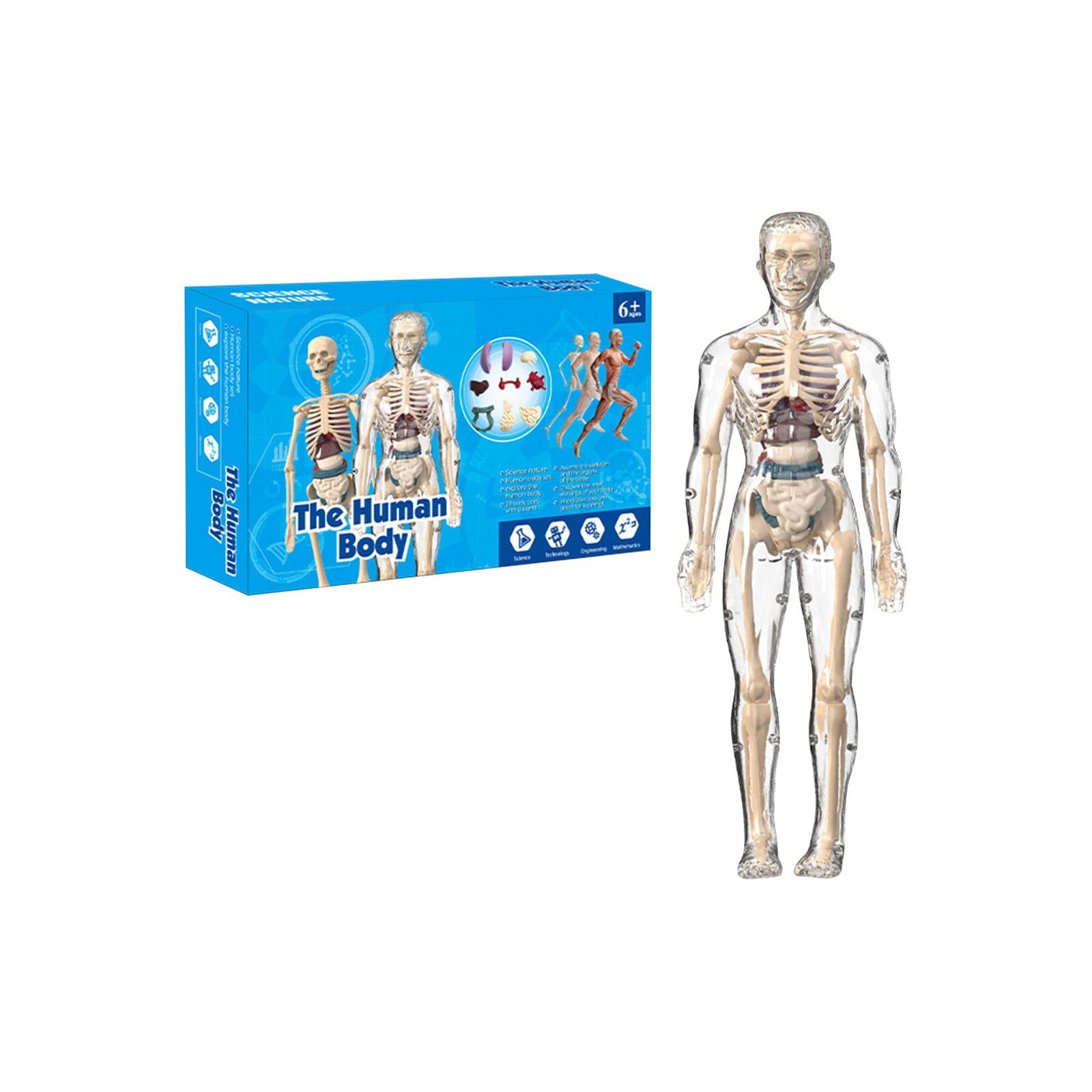Human Body Model, Early childhood education human organ skeleton model ...