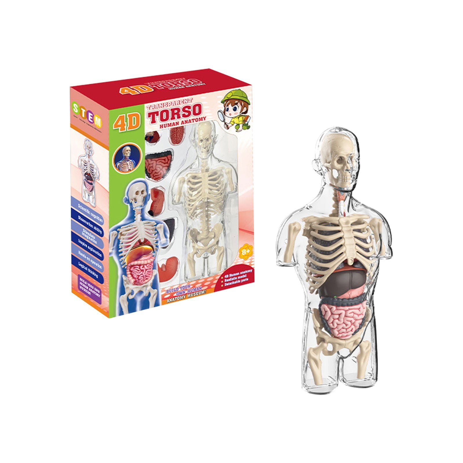 Human Body Model, Early childhood education human organ skeleton model ...