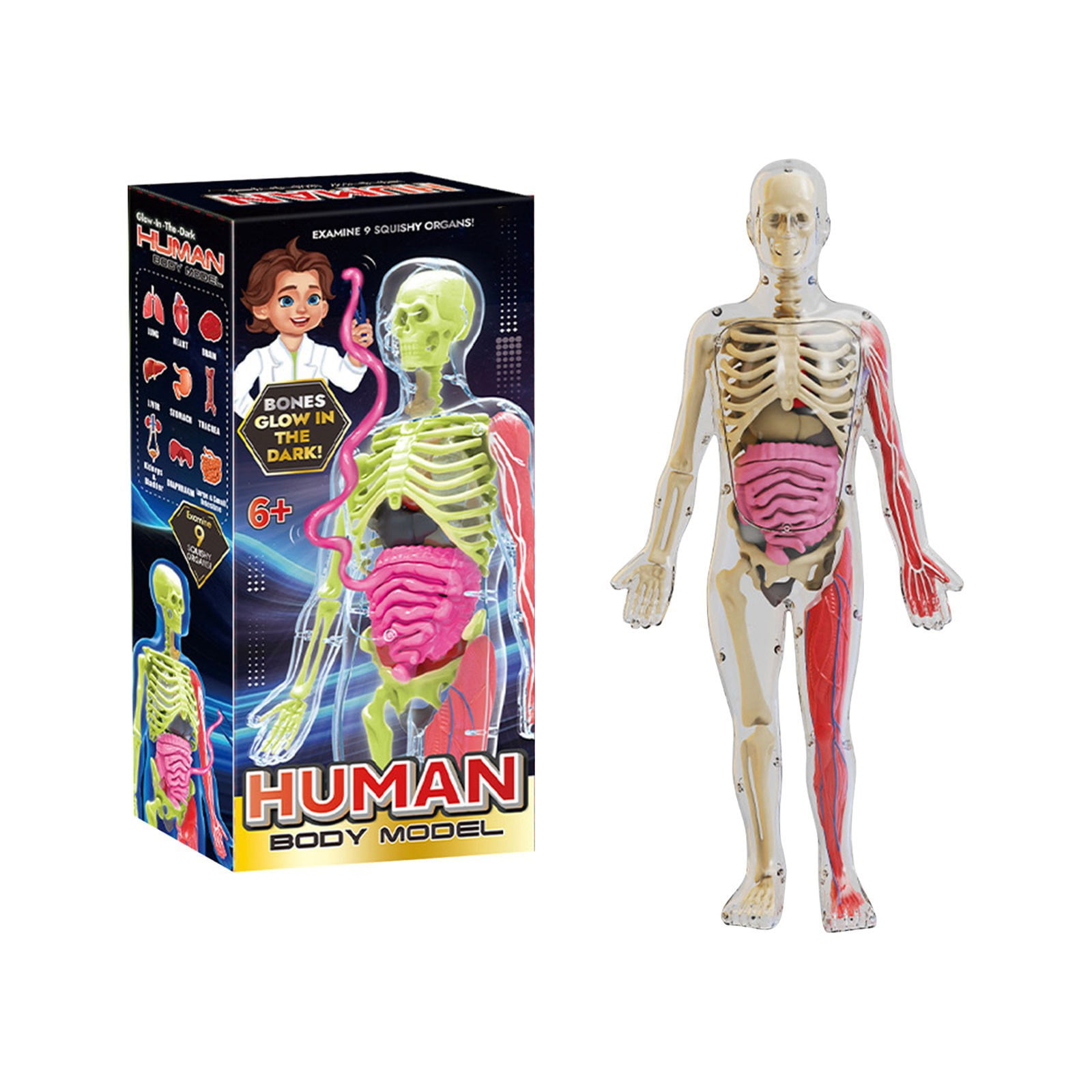 Human Body Model, Early childhood education human organ skeleton model ...