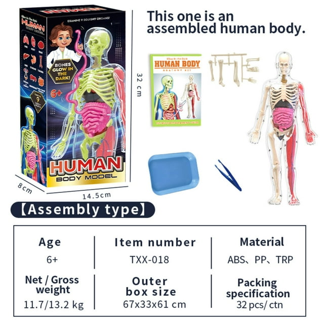 Human Body Model, Human Body Torso Model, Human Skeleton Model ...