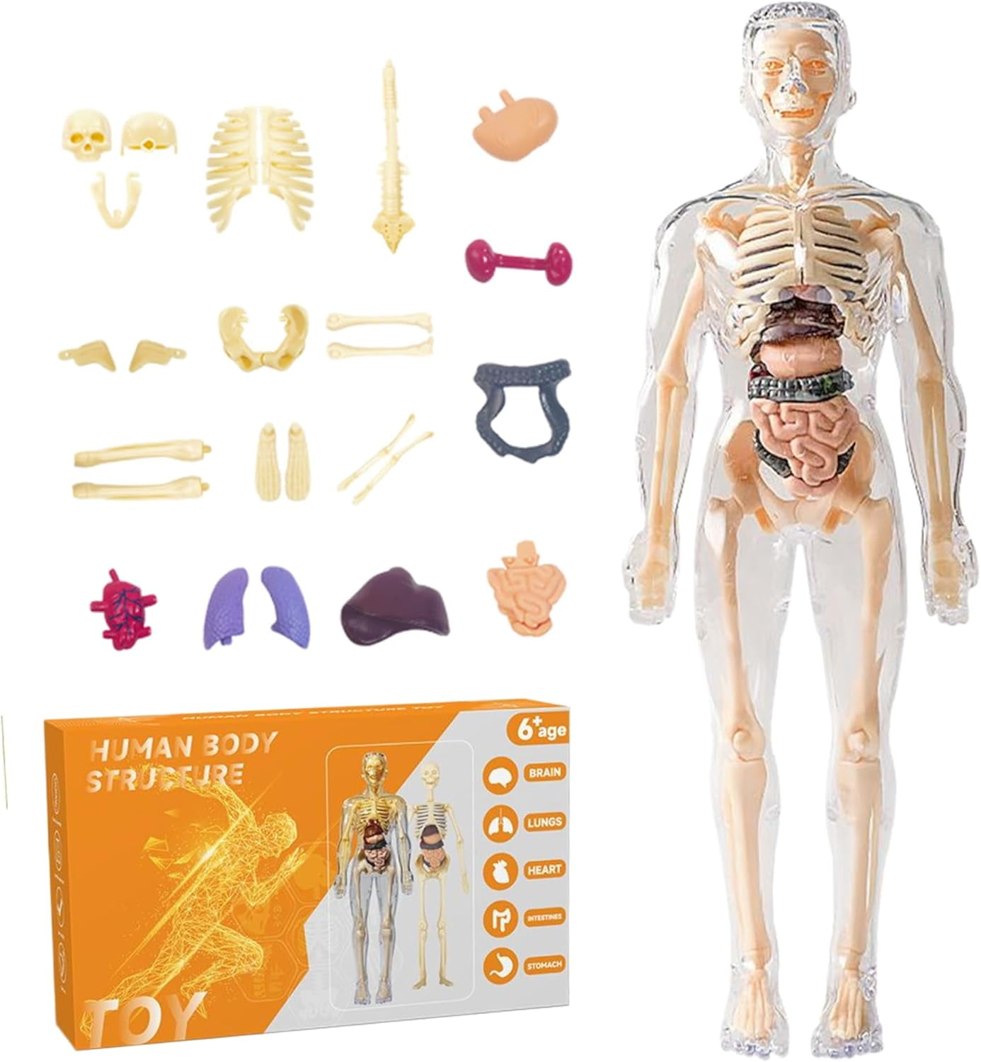 Human Body Model for Kids 11" Transparent Realistic Human Anatomy Model ...