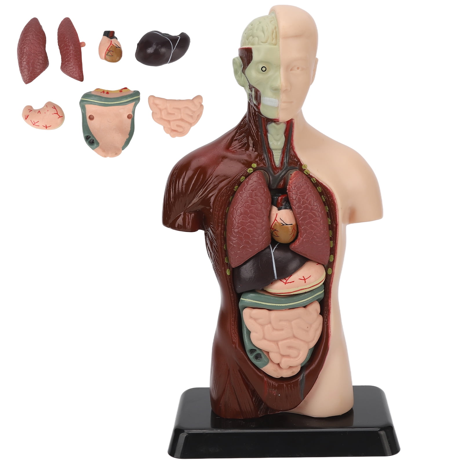 Human Body Model for Kids, 8 Pcs Removable Parts Human Anatomical Torso Model with Skeleton ...