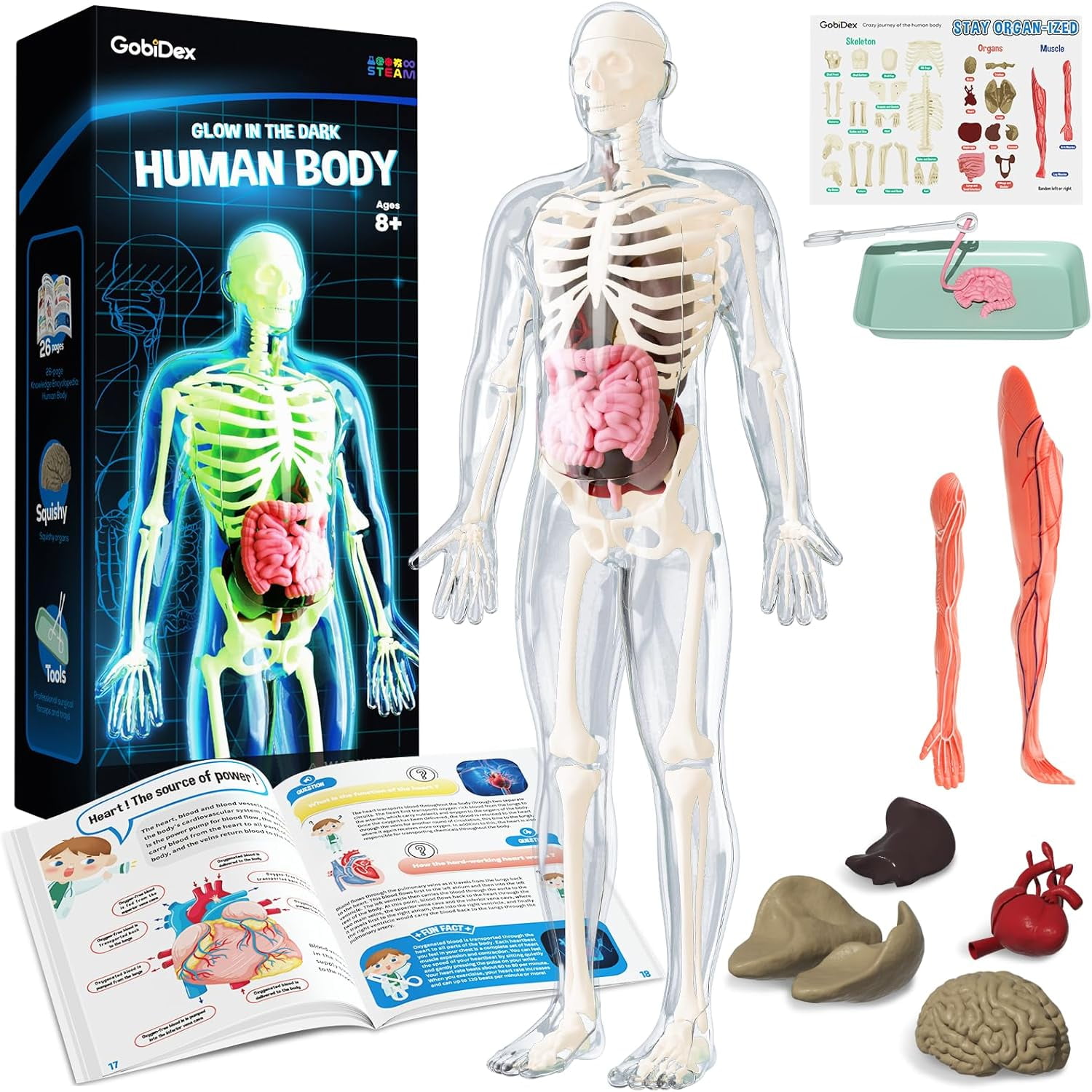 Human Body Model for Kids, Fully Transparent Body, Anatomy Figure 3D ...