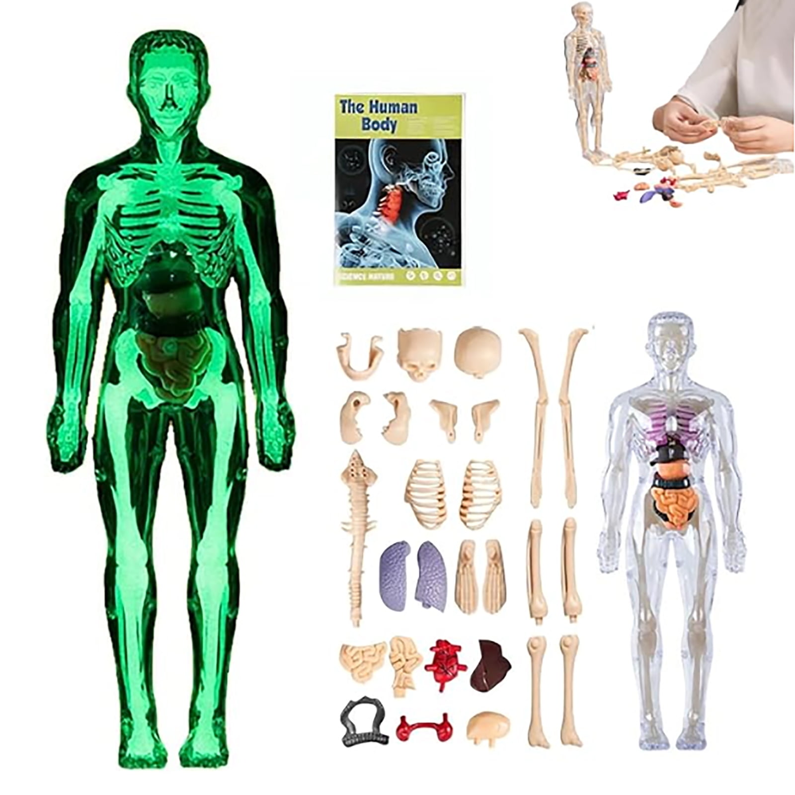 Human Body Model for Boys&Girls,11in Fully Transparent Body,29 Piece ...