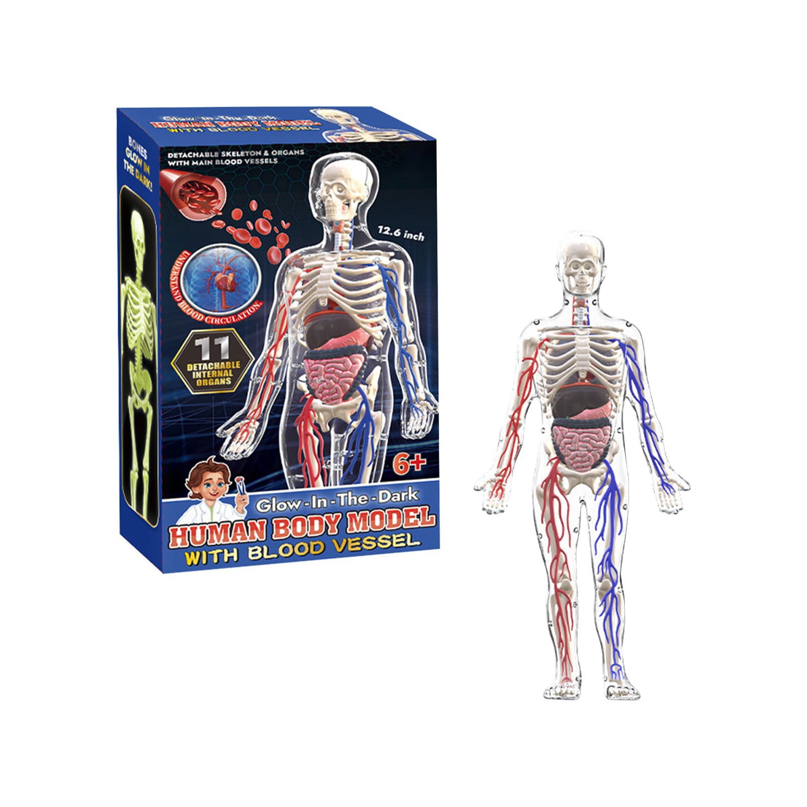 Human Body Model for Kids, Fully Transparent Body, 11 Piece Anatomy ...