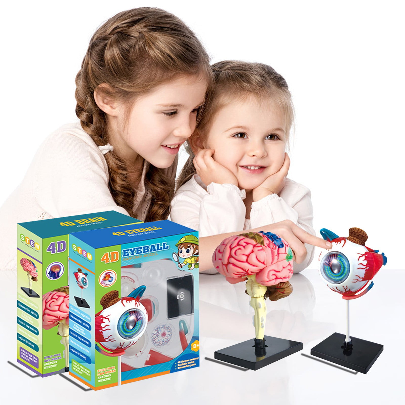 Human Body Model for Kids: Glow in The Dark Bones Interactive Science ...