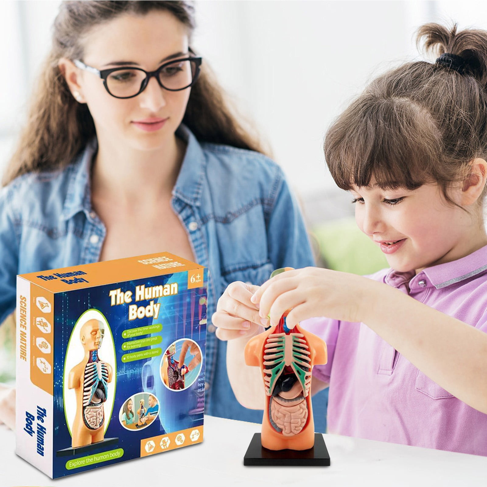 Human Body Model for Kids, Skeleton Science Model kit That Glows in The ...
