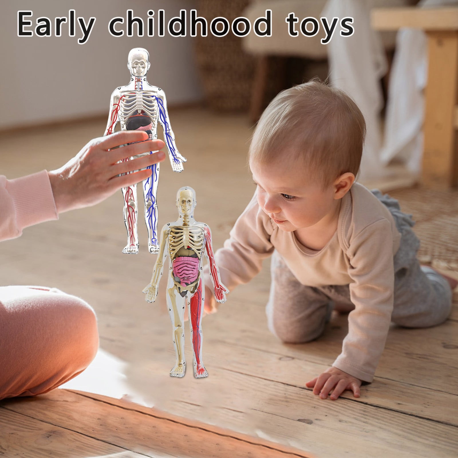 Human Body Model for Kids, Skeleton Science Model kit That Glows in The ...