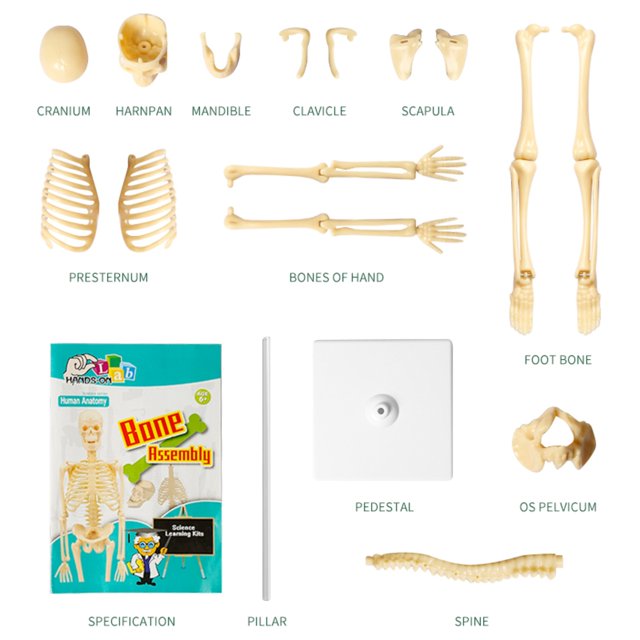 Human Body Model for Kids That Glows in The Dark -31 Piece Interactive ...