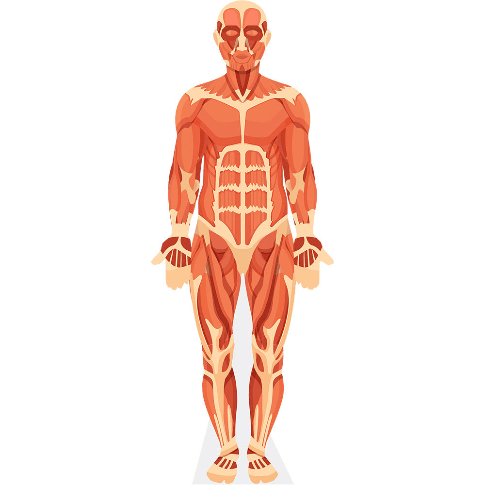 Human Body (Muscle) Mini Size Cutout. Standee. - Walmart.com