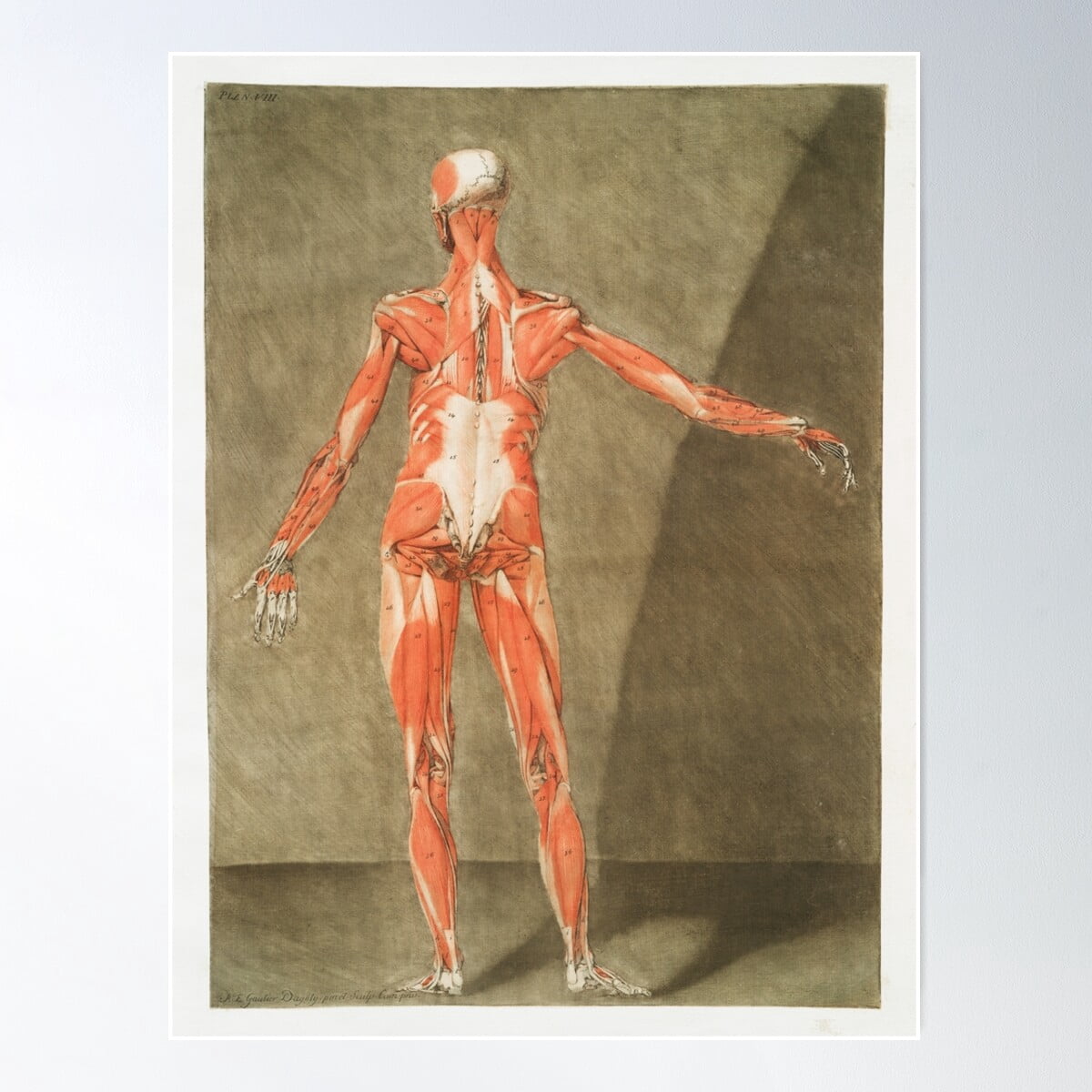 Human Body Muscle System Vintage Anatomy Poster Wall Art, Modern Wall ...