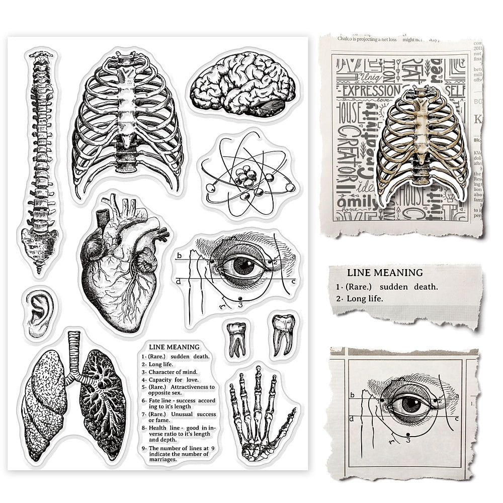 Human Body Organ Clear Stamps Medical Background Spine Brain Heart ...