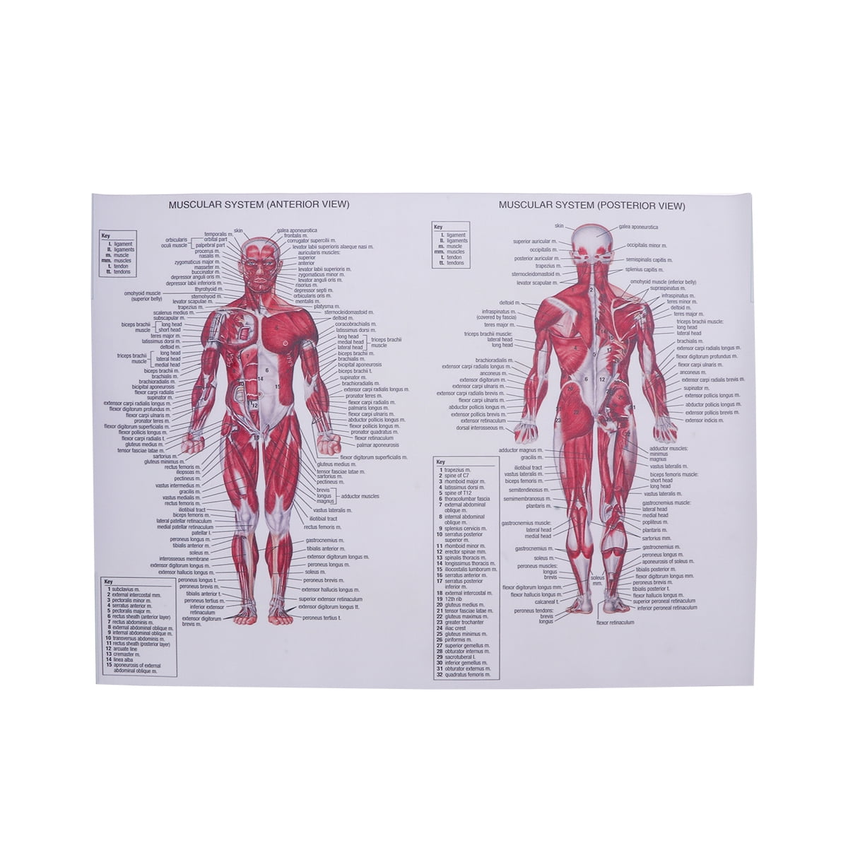 Human Body Poster Muscle System Chart Muscular Anatomical Chart Human ...