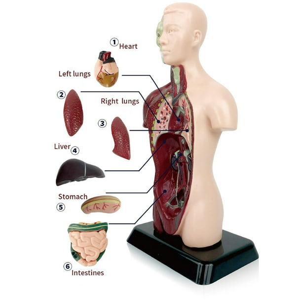 Human Body Simulation Organ Model Children'S Toys, Organ Bone Structure ...