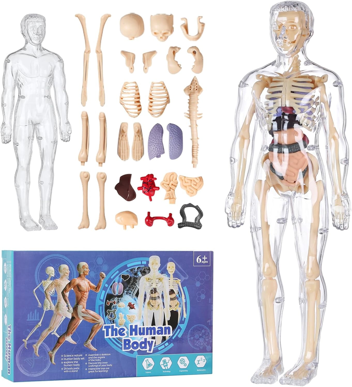 Human Body Skeleton Model Kits, Human Anatomy And Physiology，Anatomy ...