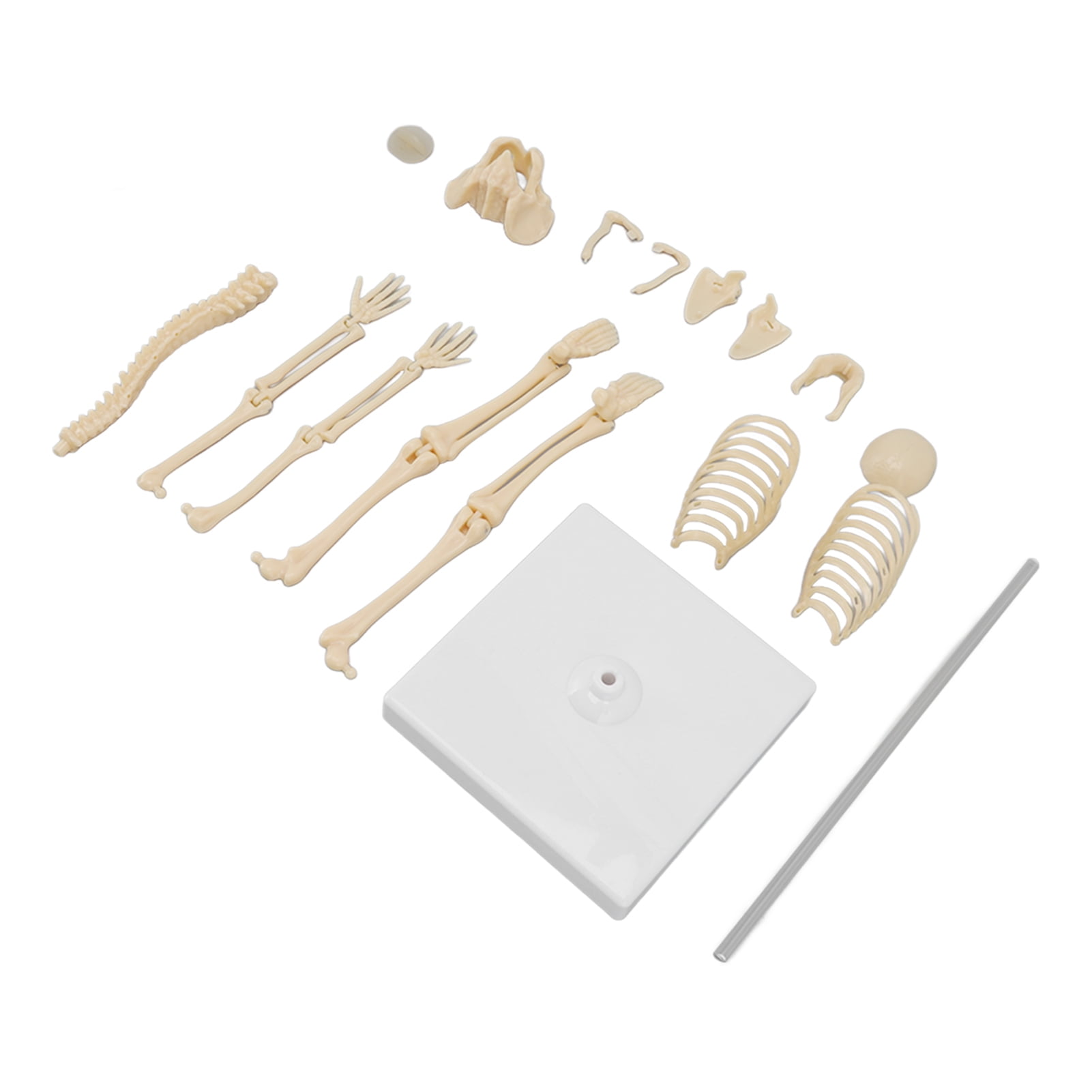 Human Body Skeleton Model, Light Weight Human Bone Model Learning Tool ...